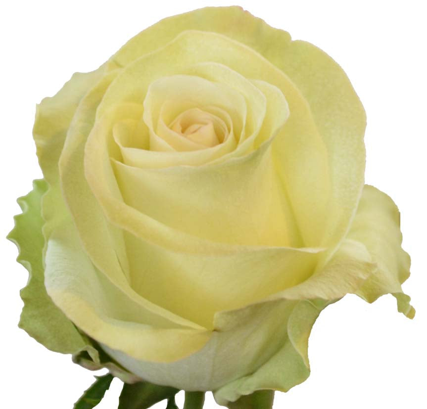 ALBA – Rock your blooms