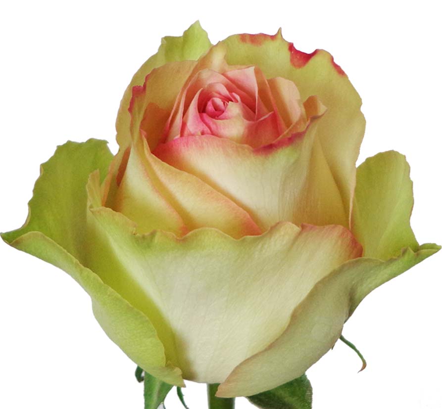 ESPERANCE – Rock your blooms