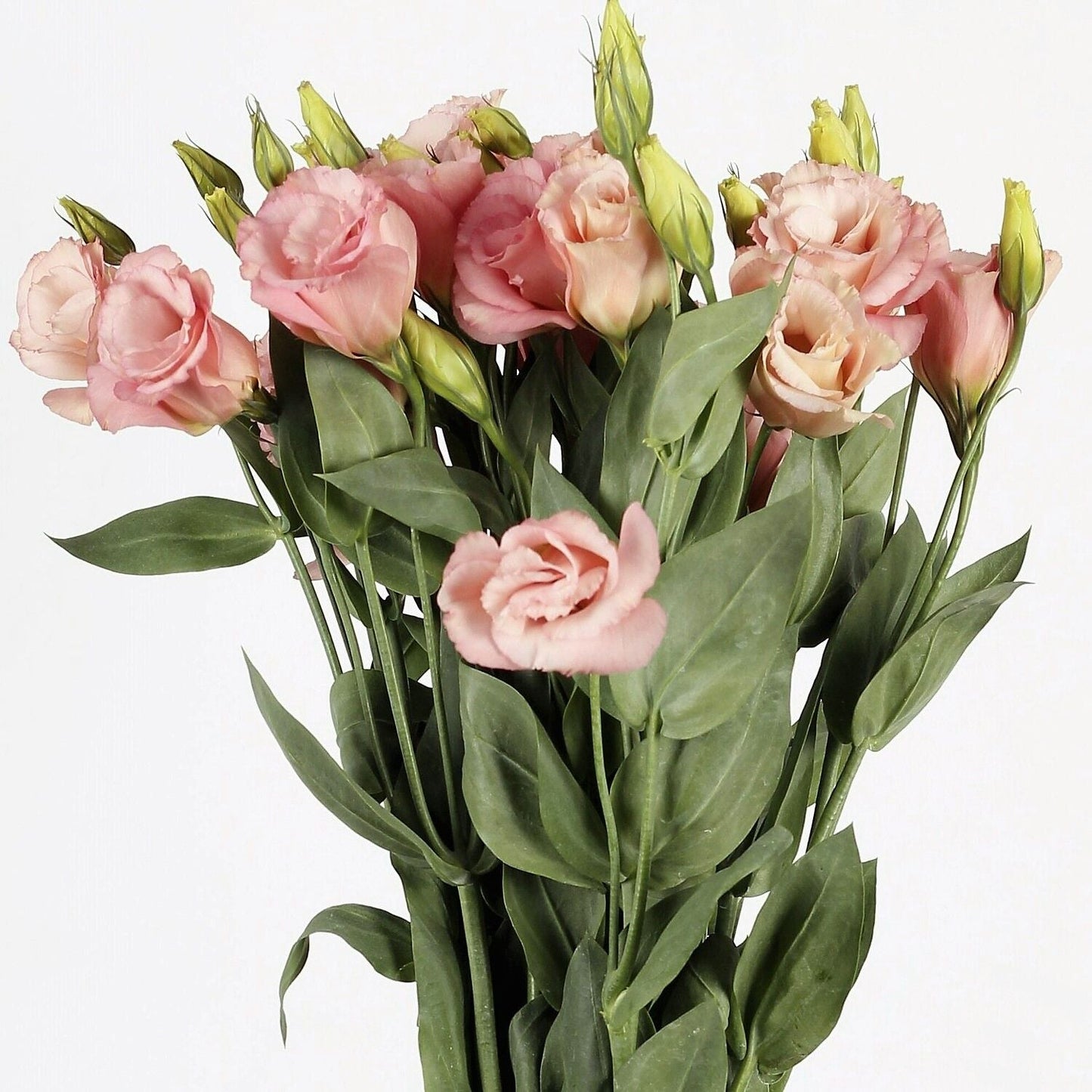 Light Pink Lisianthus
