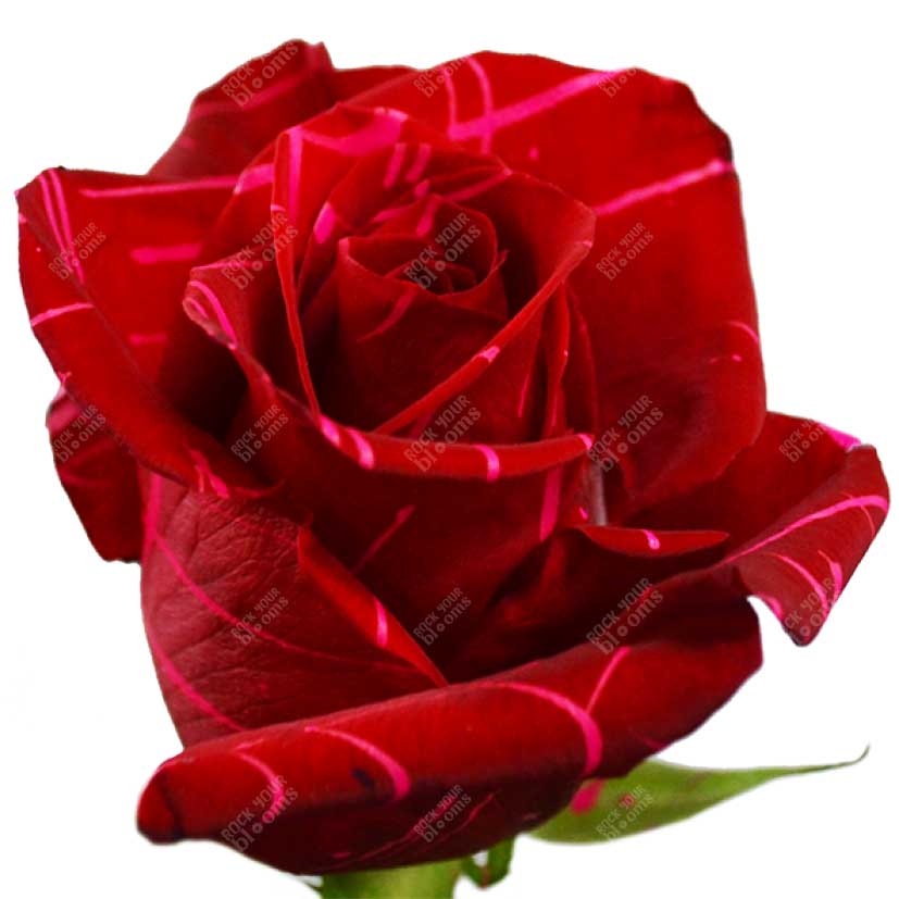 LOVELY DREAM Rock Your Blooms lovely-dream-rock-your-blooms