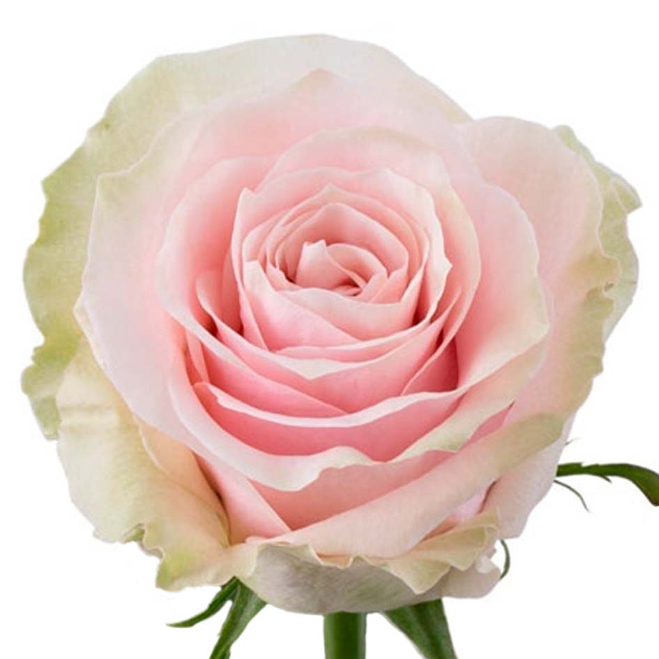 PINK MONDIAL – Rock your blooms