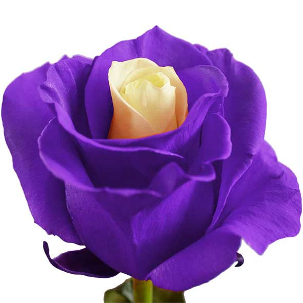 PURPLE SOUL – Rock your blooms